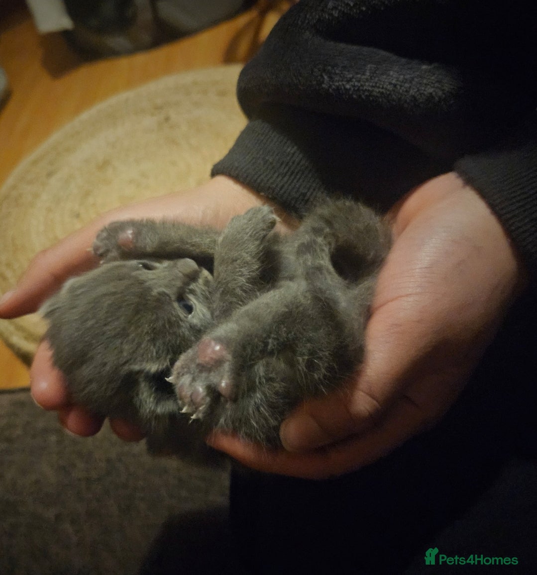 RESERVED. Russian Blue/Ragdoll (rare mink) Girl for sale in Cardiff ...