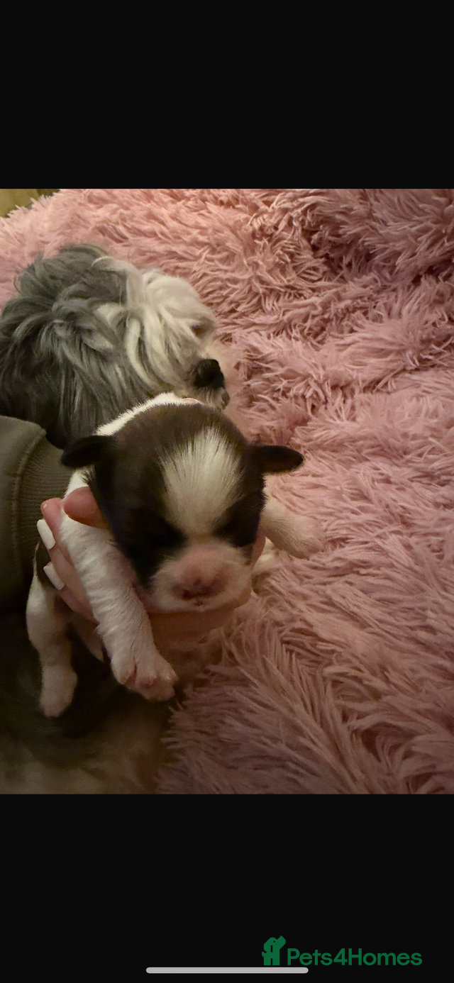 Shih Tzu puppies for sale in Redcar | Pets4Homes