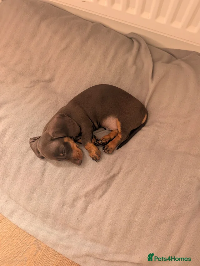 Miniature Dachshund for sale in Salisbury | Pets4Homes