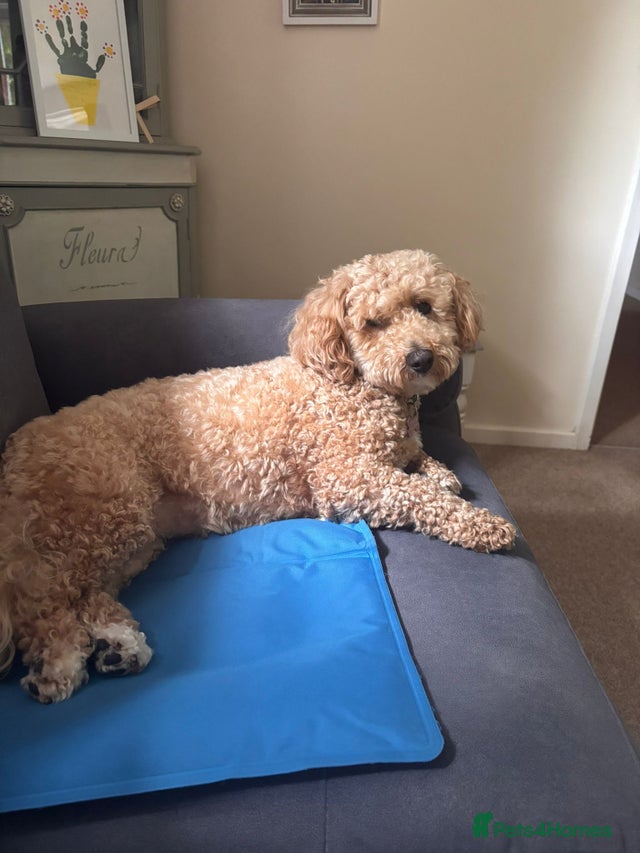 Beautiful mini poodle x bichon frise puppies for sale in Chinnor ...