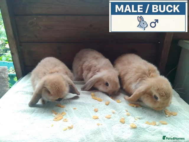 Pretty Female & Male Baby Dwarf Lop Rabbits for sale in Wolverhampton ...