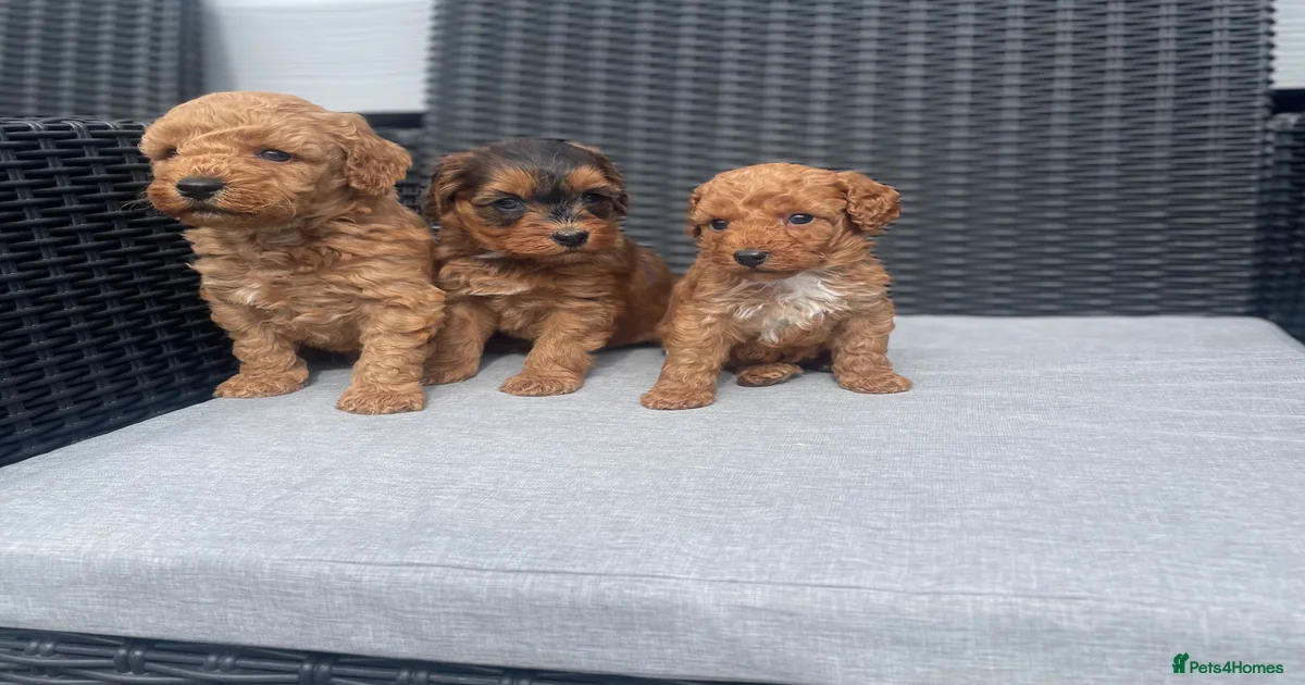 Cockapoo Puppies for sale | Pets4Homes