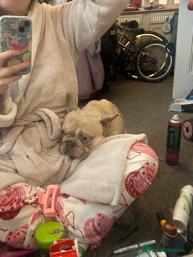 Platinum mearl French bulldog for sale in Torquay | Pets4Homes