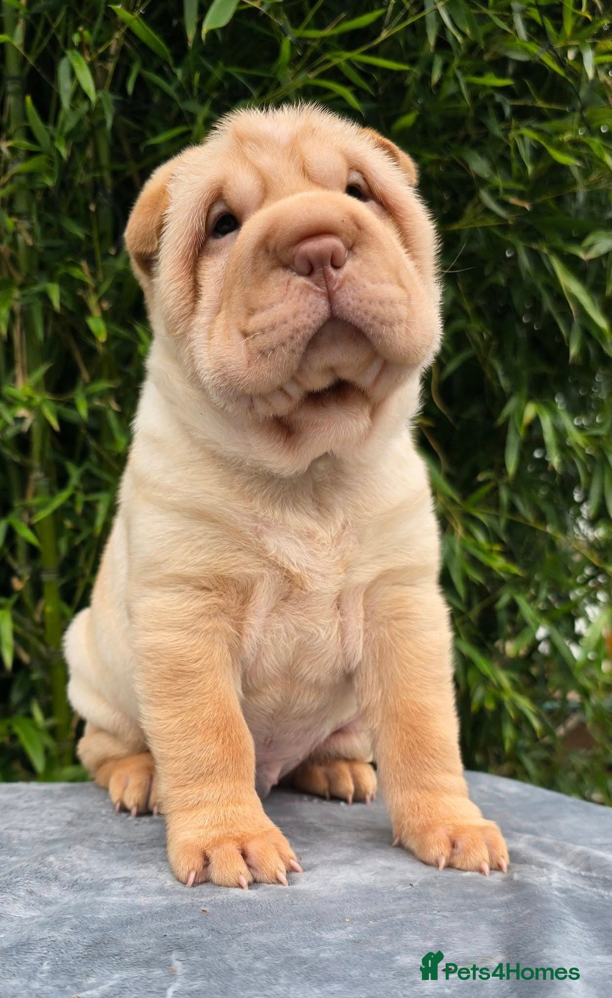 Ready to leave Show Quality KC Reg Shar-Pei Boy for sale in Tadcaster ...