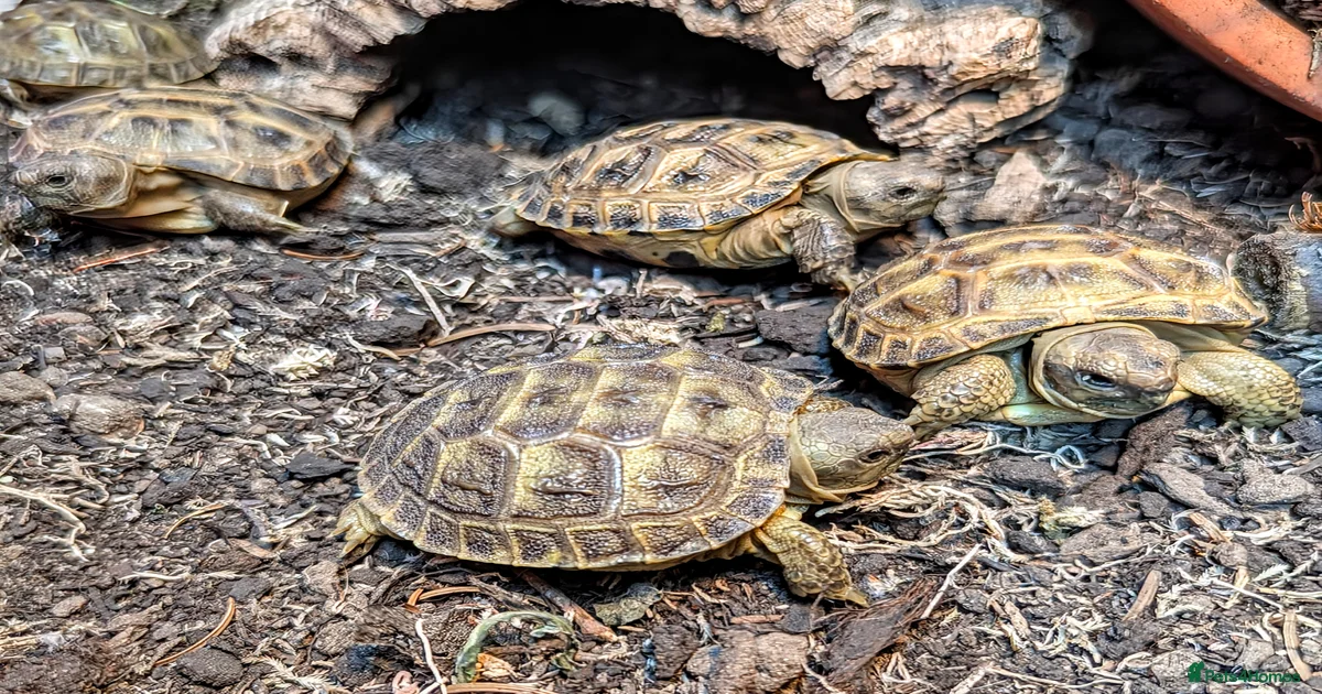 Tortoise Reptiles for sale | Pets4Homes