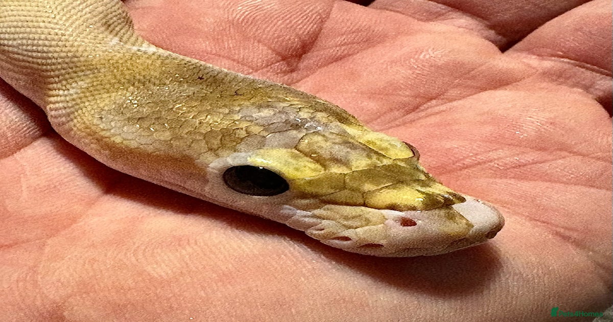 75% Superdwarf Ultra Ivory Reticulated Python for sale in Pontypool ...