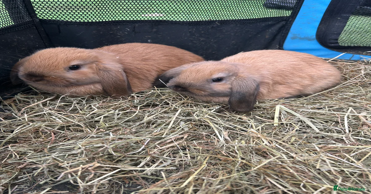 Mini Lop Rabbits for sale | Pets4Homes