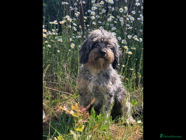 F1b Cavapoo Blue Merle copperpoint for sale in Swadlincote | Pets4Homes