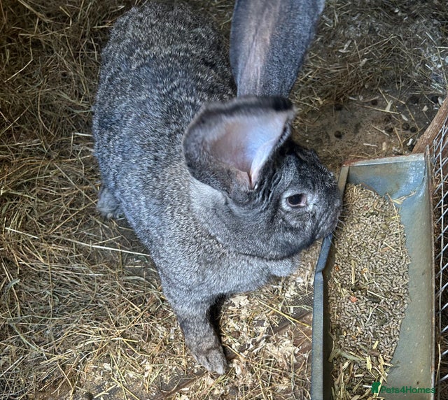 WE HAVE GOT THE WORLDS BIGGEST RABBITS for sale in Worcester | Pets4Homes