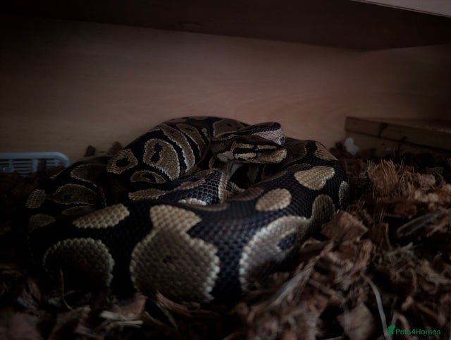 Boris - Ball Python for sale in Nottingham | Pets4Homes
