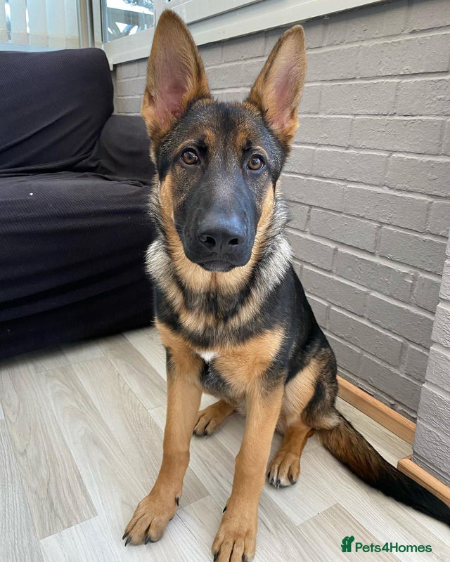 German Shepherd Puppy for sale in Watford | Pets4Homes
