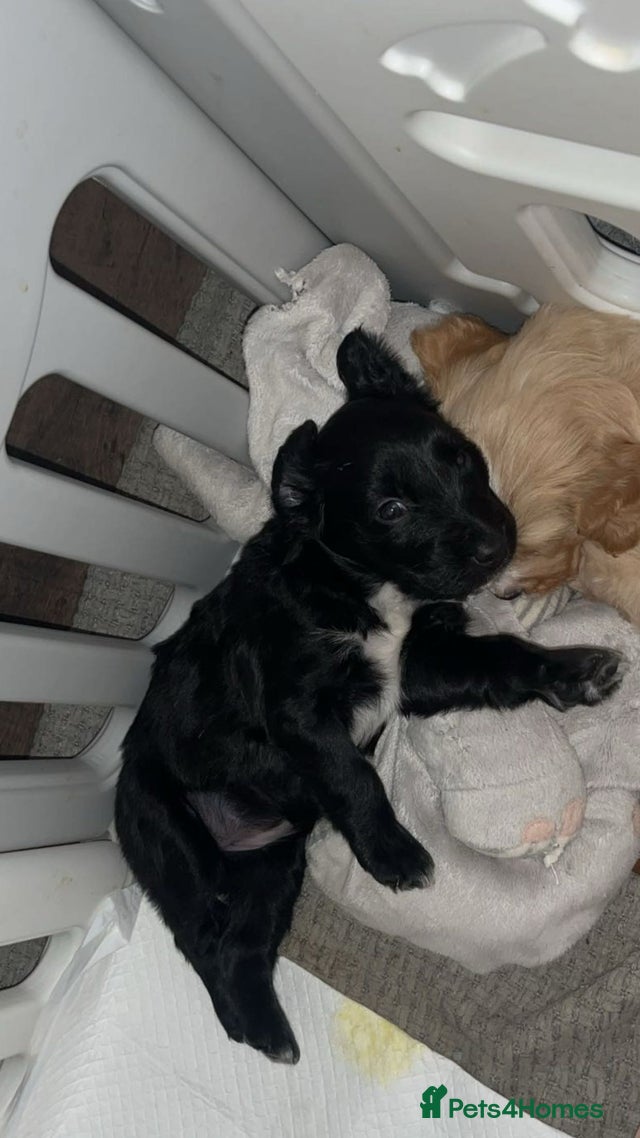 Beautiful Golden Cockapoo Retrieve puppies for sale in Chorley | Pets4Homes