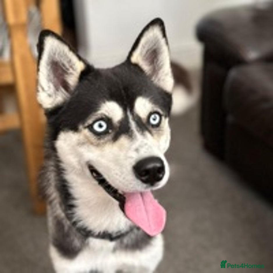 Pomsky Dogs Breed - Information, Temperament, Size & Price | Pets4Homes