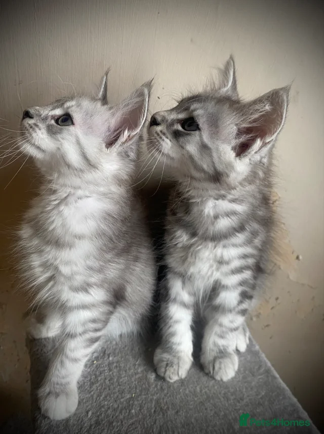 Silver tabby Full Maine Coon Kittens for sale in Penzance | Pets4Homes