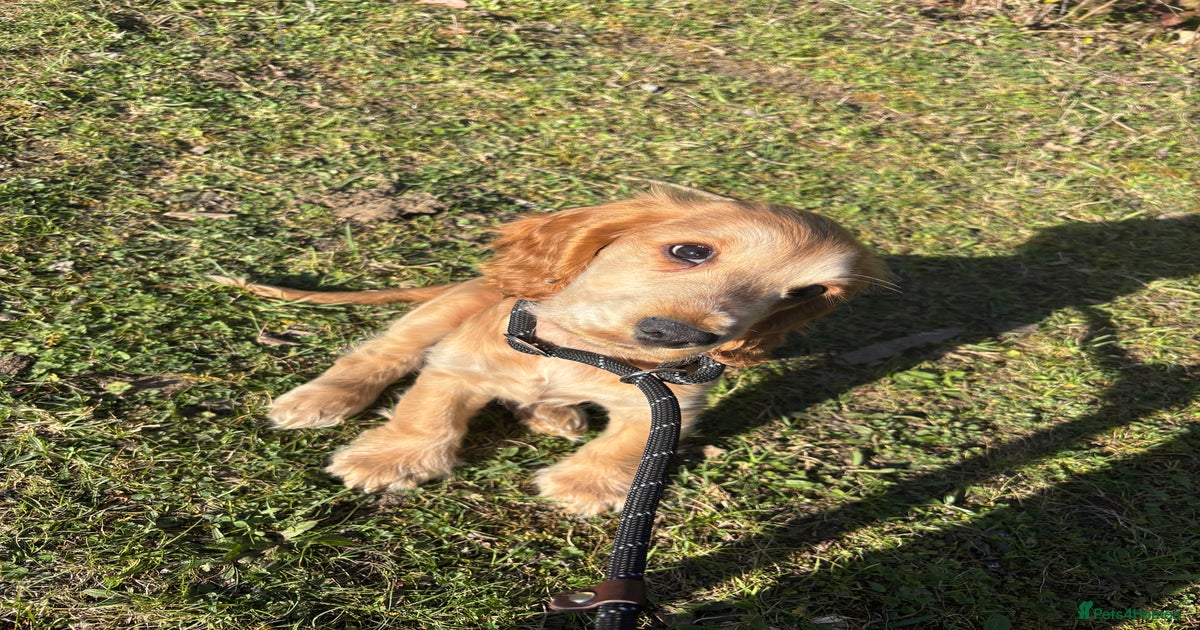 Golden sable cocker spaniel for sale in Chatham | Pets4Homes