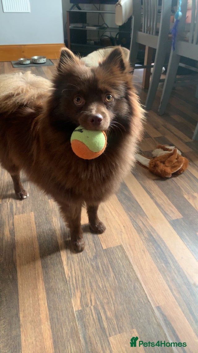 Bear is a german spitz for stud in Romford | Pets4Homes