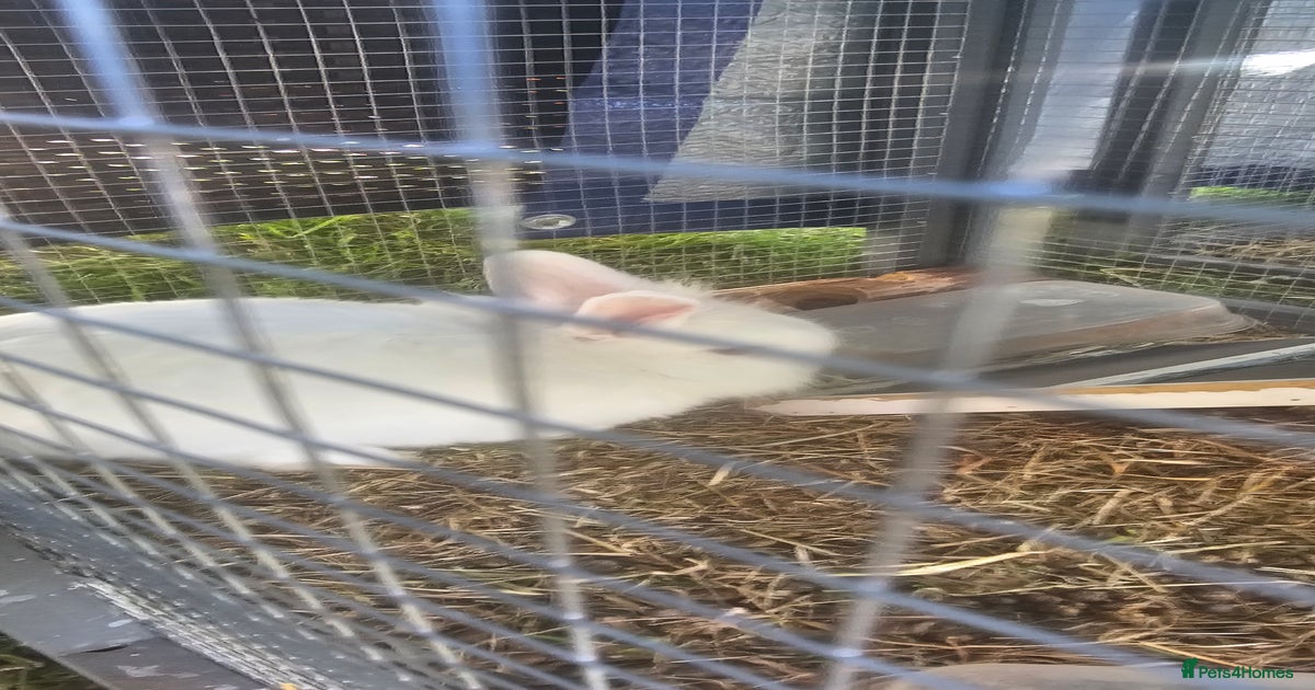 Angora female and male netherland dwarf for sale in Leyland | Pets4Homes