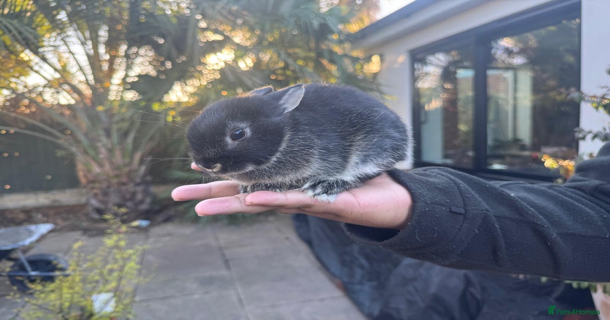 2 Netherland Dwarf Rabbits for sale in Rainham | Pets4Homes