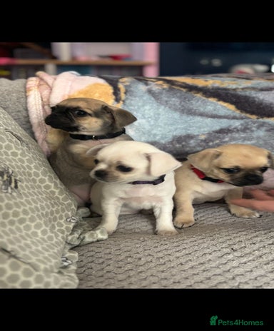 Chug Dogs Breed - Information, Temperament, Size & Price | Pets4Homes