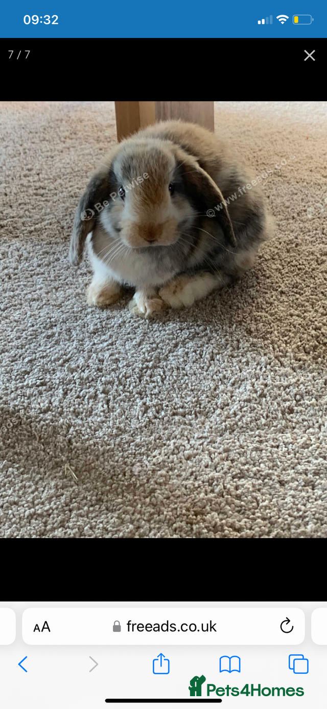 Mini lops bunny 12 week old for sale in Doncaster | Pets4Homes