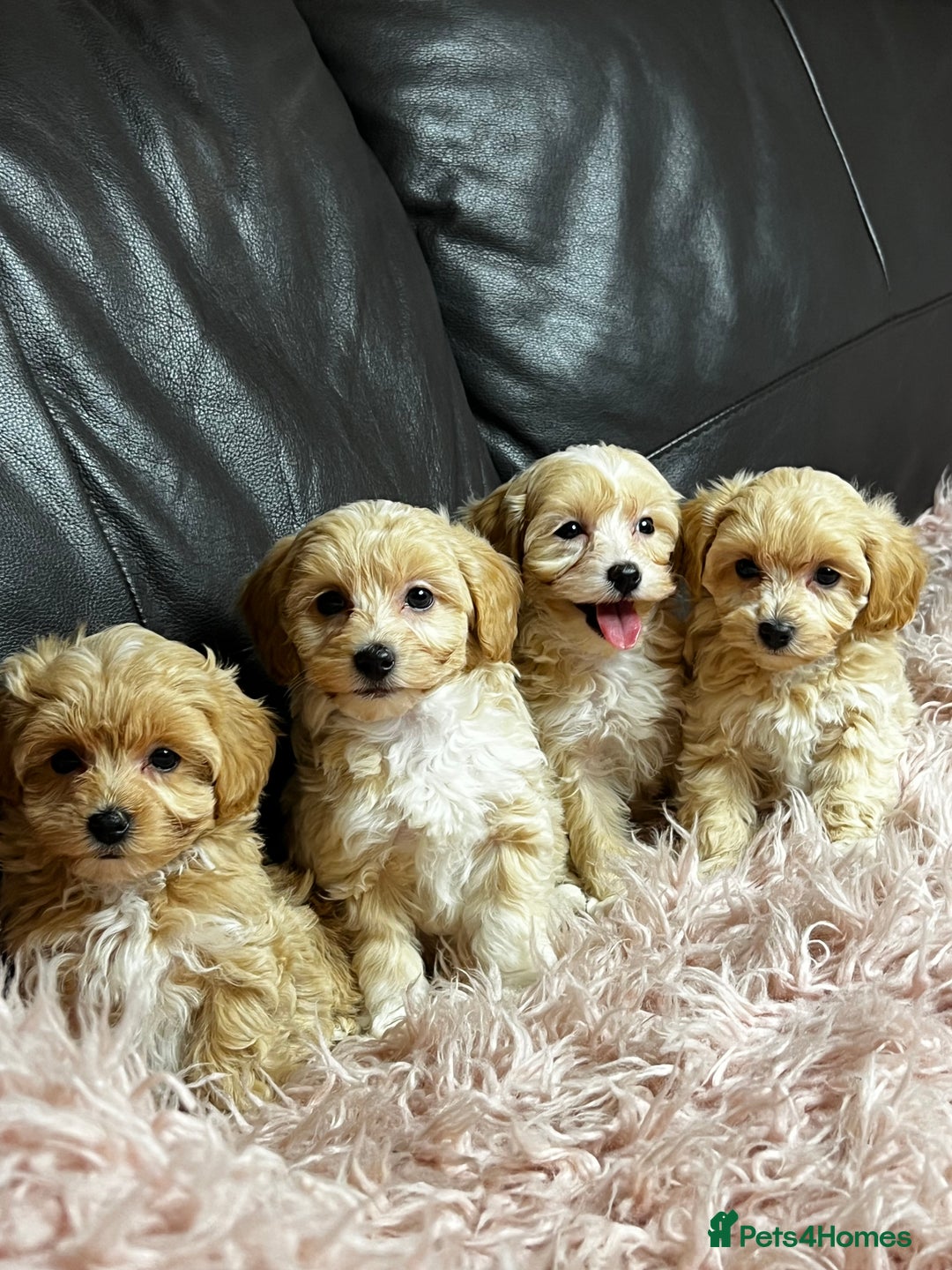 Standard Maltipoo puppies for sale | Pets4Homes