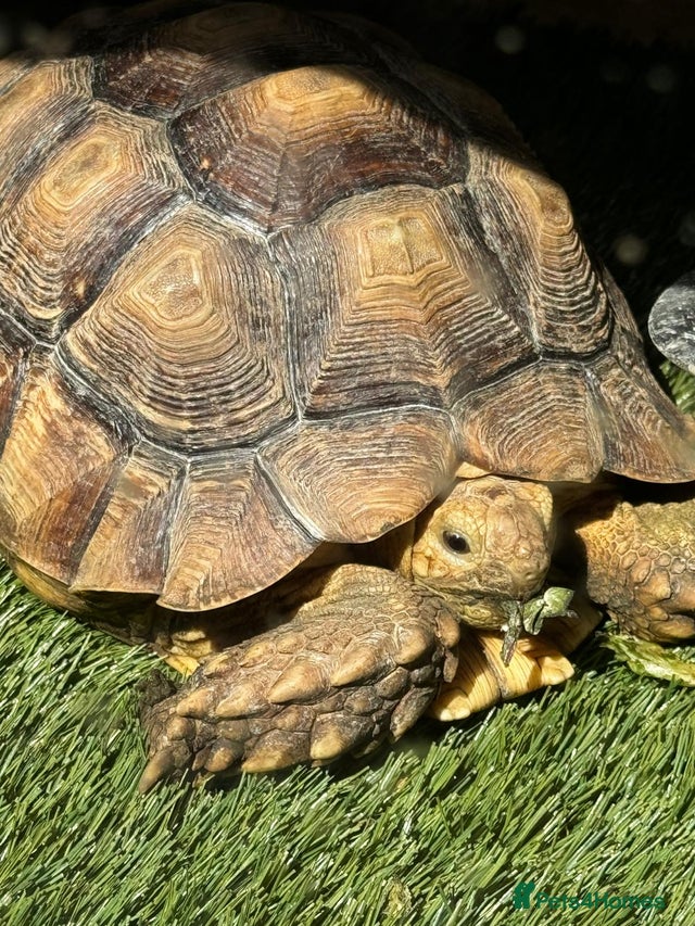 Female Sulcata Tortoise for sale in Portsmouth | Pets4Homes