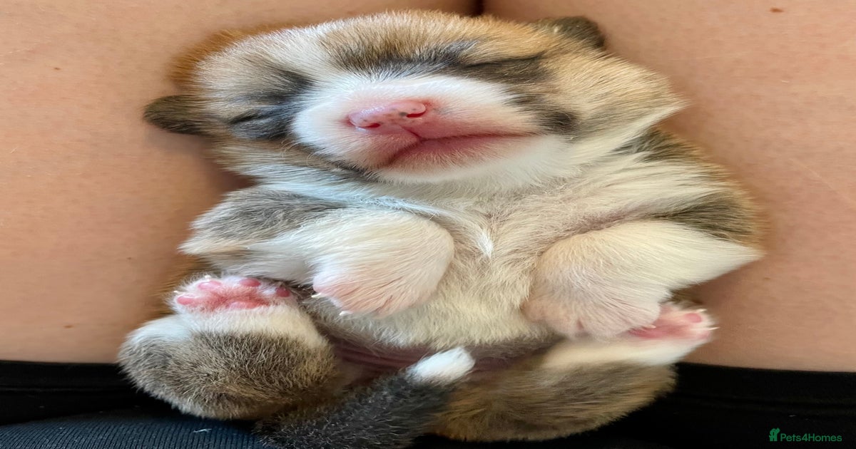 KC Reg Pembroke Welsh Corgi for sale in | Pets4Homes