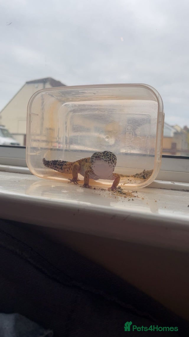 Leopard gecko for sale in Wakefield | Pets4Homes