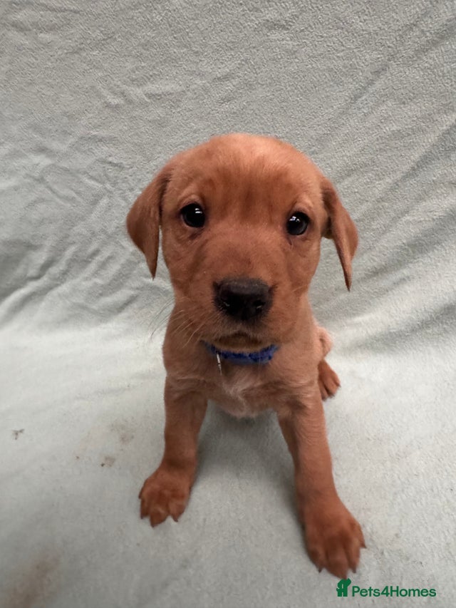 Fox red Labrador puppies. for sale in Halifax | Pets4Homes