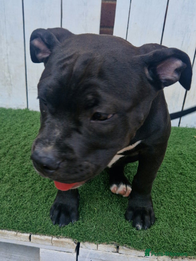 Abkc Pocket/standard american bully pups for sale in Hull | Pets4Homes