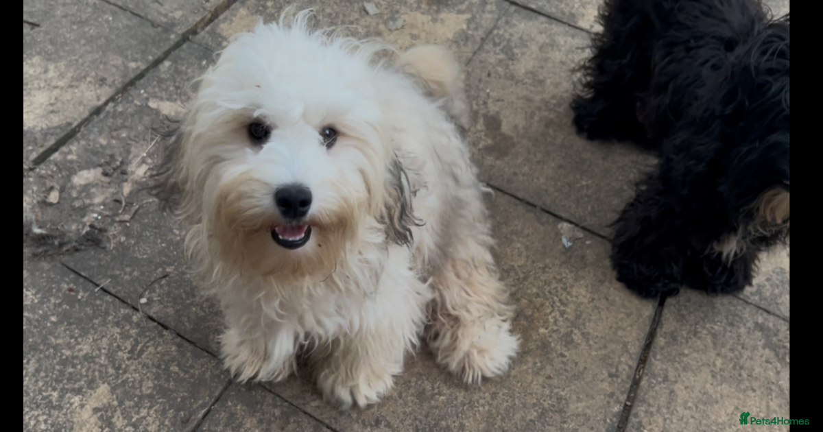 Gorgeous happy loving HAVAPOO for sale in Huntingdon | Pets4Homes
