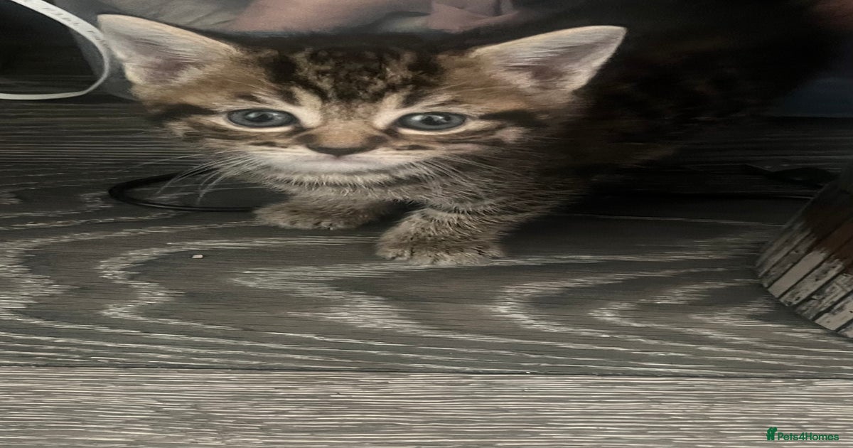 3 beautiful kittens ready to go in one week for sale in Wirral | Pets4Homes