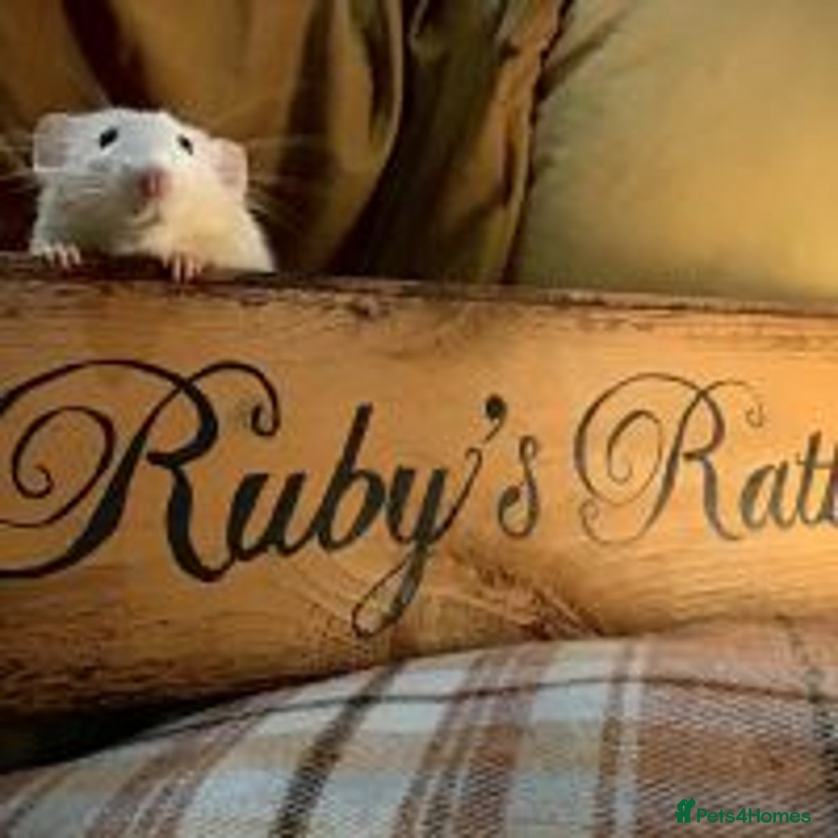 Dumbo Rat rodents for sale | Pets4Homes