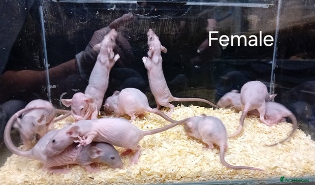 Dumbo Rats , Normal furred - Rex - Nakeds for sale in Wolverhampton ...