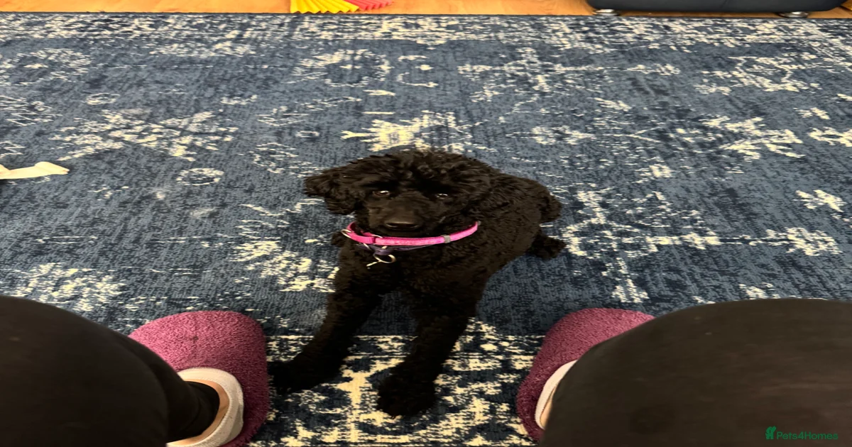 Female poodle for sale in Brough | Pets4Homes