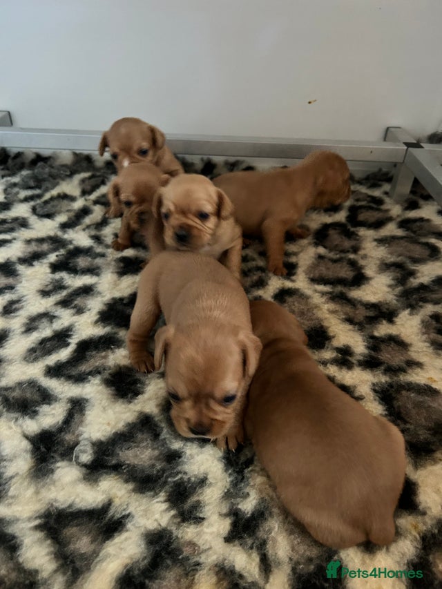 Red Royal frenchel puppies for sale in Rye | Pets4Homes