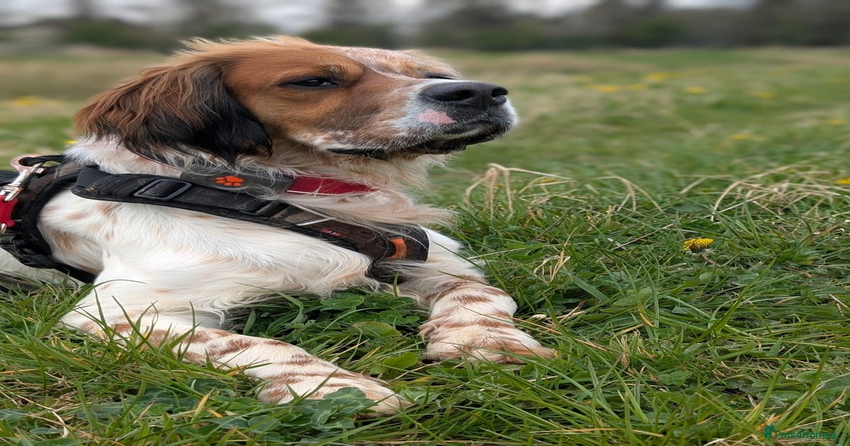 RESERVED - Rafa, English Setter/Boxer cross for adoption in Bishop's ...