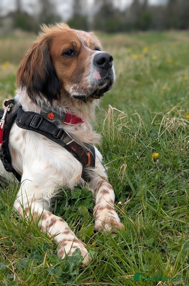 RESERVED - Rafa, English Setter/Boxer cross for adoption in Bishop's ...