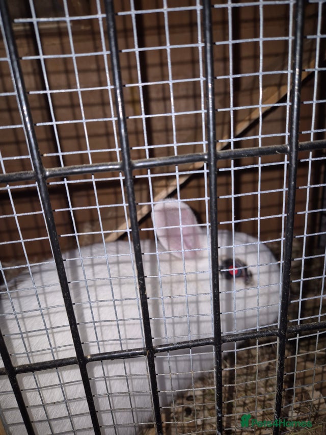 Female rabbit for sale in Liverpool | Pets4Homes
