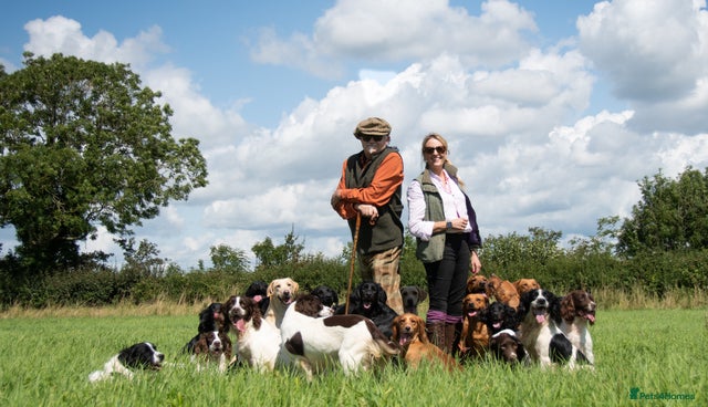 Countryways Gundogs | Pets4Homes