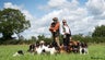 Countryways Gundogs | Pets4Homes