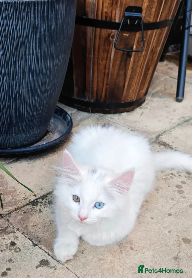 Little cuties for sale in Bedford | Pets4Homes