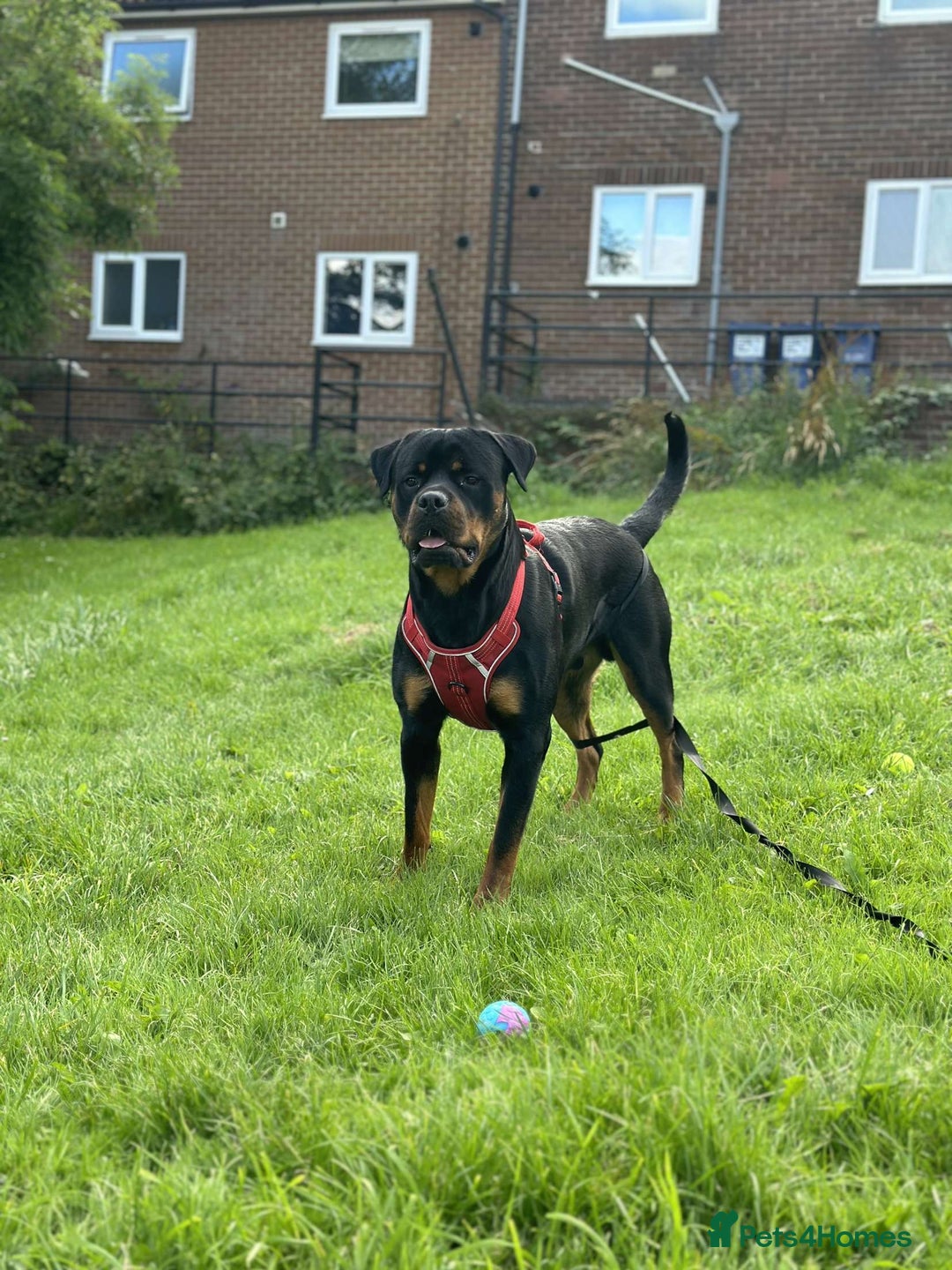 Diesel for stud in Ryton | Pets4Homes