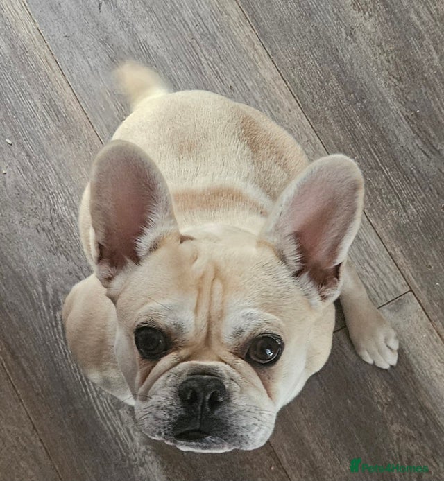 Female Frug (Kiki) for sale in Derby | Pets4Homes