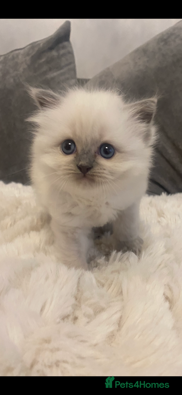 Doll face Ragdoll kittens for sale in Cwmbran | Pets4Homes