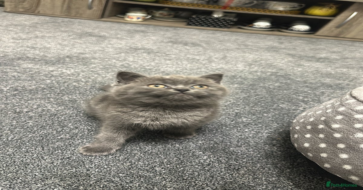 Top Quality British shorthair kittens for sale in Sheffield | Pets4Homes