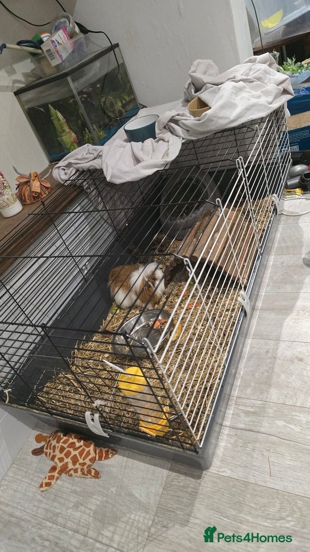 Free Guinea Pigs + Indoor Housing for sale in Andover | Pets4Homes