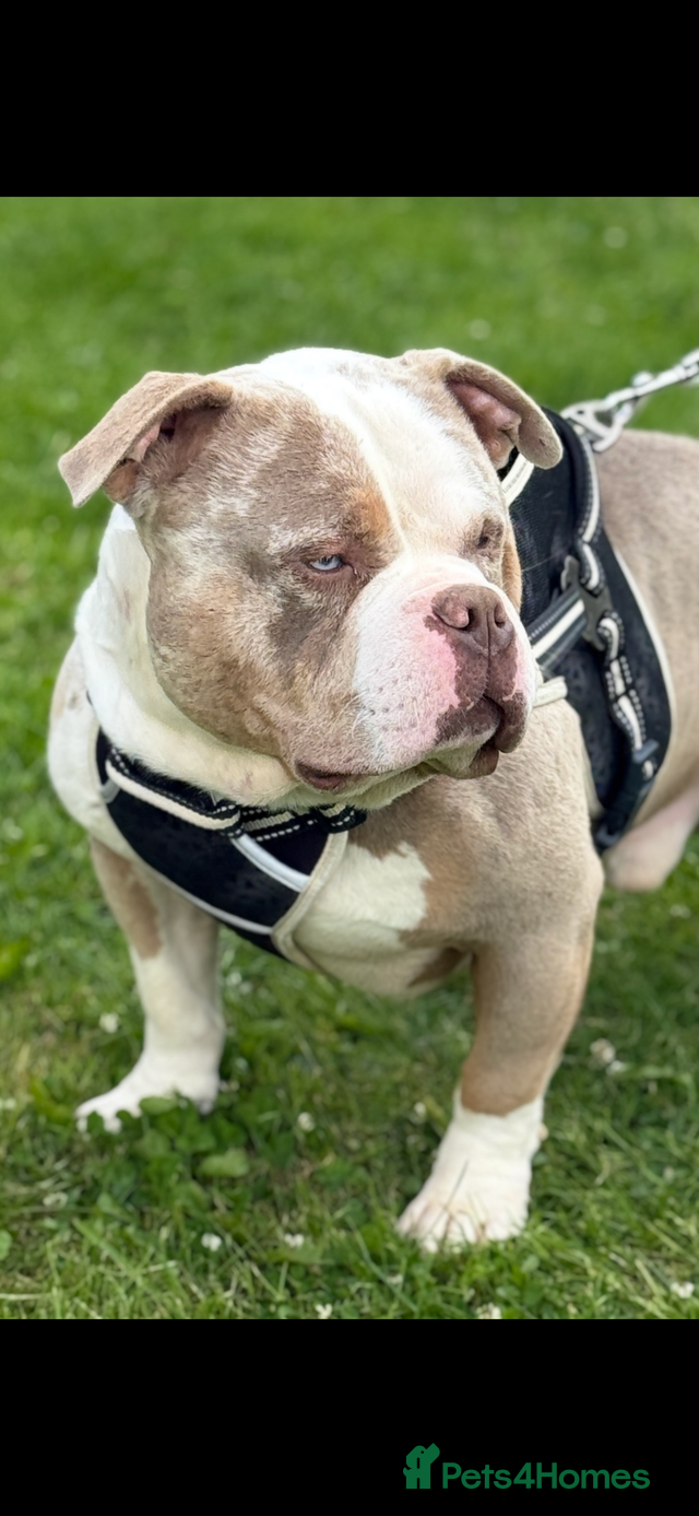 ABKC Lilac merle male pocket bully for sale in Leeds | Pets4Homes