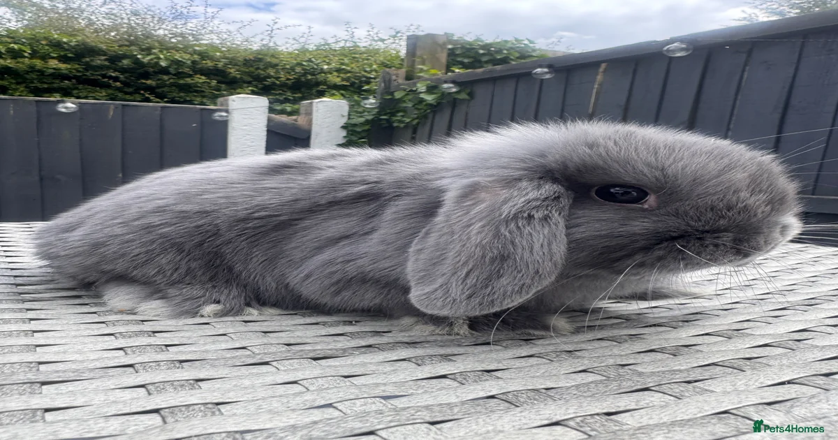Rabbits for sale | Pets4Homes