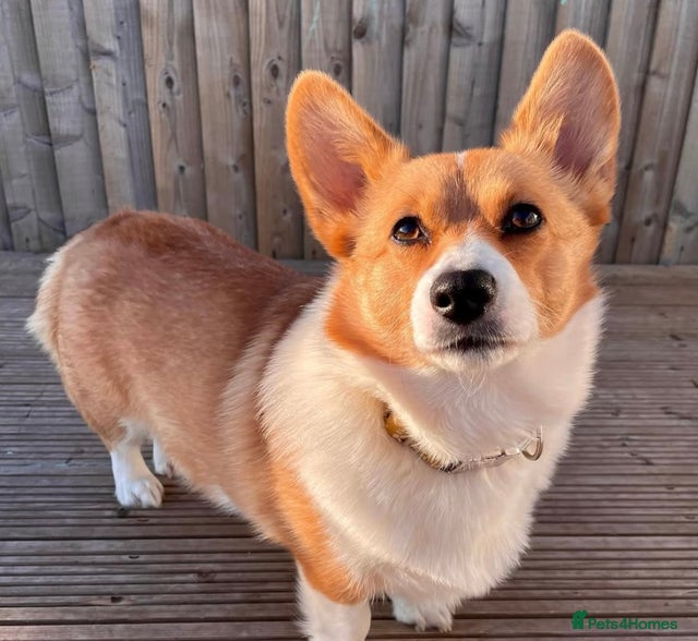 KC Reg Pembroke Welsh Corgi for sale in | Pets4Homes